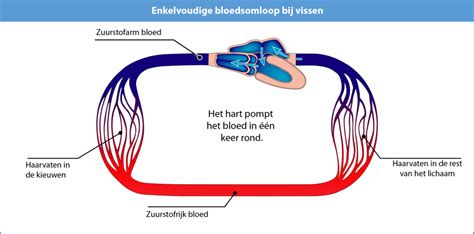 Zwemblaas Problemen Kopstaanders Kan Je Beter Voorkomen Dan Genezen