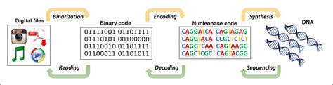 DNA Data Storage We Are Living In A Rapidly Changing By Gaurav Lohkna Medium