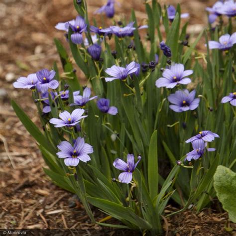 Blue Eyed Grass Lucerne 1 Greenwood Creek Nursery
