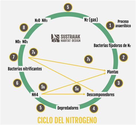 El Ciclo Del Nitrógeno Sustraiak Habitat Design