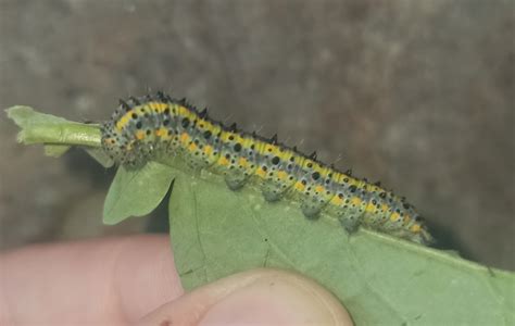 Tatochila Sp Ecoregistros