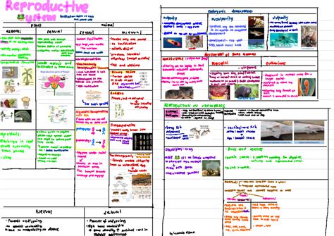 4 Reproduction Notes Embryonic Development Fertilisation Fusion Of Egg And Andsperm Cells