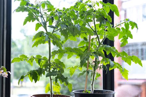 ᐅ Tomaten richtig überwintern der perfekte Ort für kalten Tage