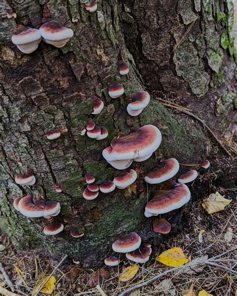 Resinous Polypore Identification Foraging And Lookalikes Mushroom