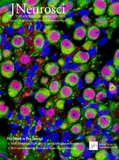 History Of Previous Midlife Estradiol Treatment Permanently Alters