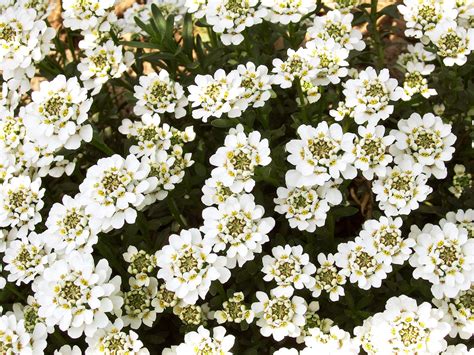 How To Plant And Grow Candytuft