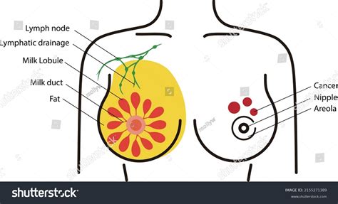 Anatomy Female Breast Ppt Diagram Stock Vector Royalty Free