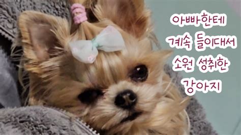 피곤한 아빠 한테 계속 들이대는 강아지 Youtube