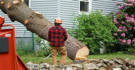 The Average Cost Of Tree Removal What You Need To Know