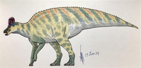Magnapaulia Laticaudus R Dibujos