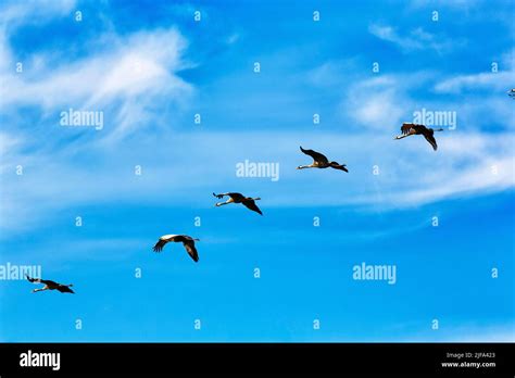 Cranes Flying One Behind The Other Common Crane Grus Grus Bird