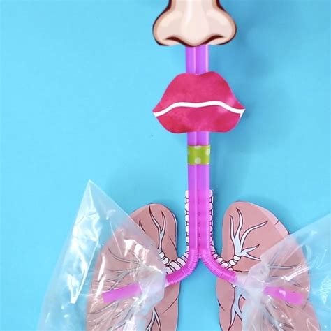 Model Lung With Balloons
