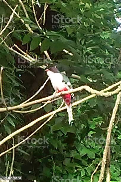 Tocororo Foto Stok Unduh Gambar Sekarang Alam Amerika Latin