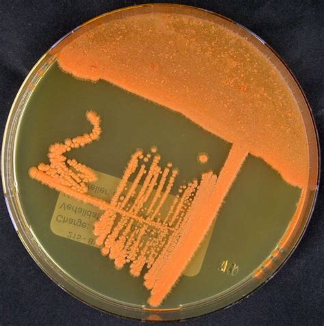 Pharmaceutical Microbiology