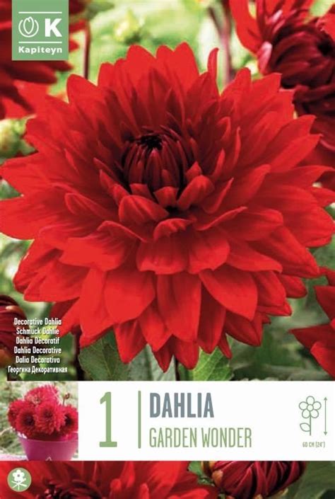 Dahlia Decorative Garden Wonder Stewarts Garden Centre