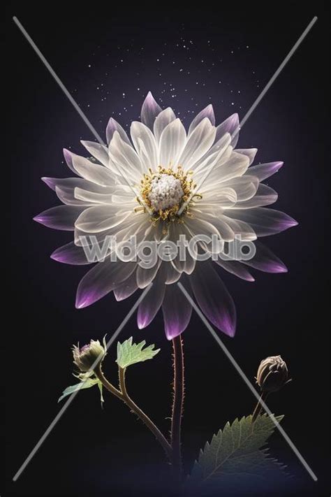 어두운 배경화면 2265 이미지를 무료로 다운로드하세요 Widgetclub