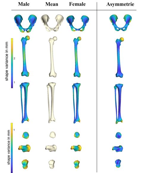 Table 1 From Statistical Shape Modeling Of Skeletal Anatomy For Sex
