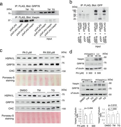 Localization Of GRP78 On Cell Surface And Formation Of A Complex With