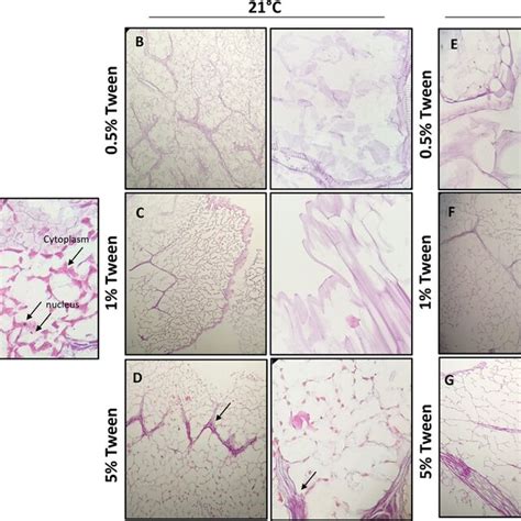 A Represents The Protein Amount In The Decellularized Tissue At 21°c