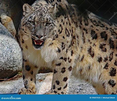 Snow Leopard Stock Image Image Of Predator Detail Eyes 99697035