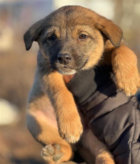 Малыши ищут дом и любящего хозяина Вот такие крохи живут совсем одни на холоде и мечтают