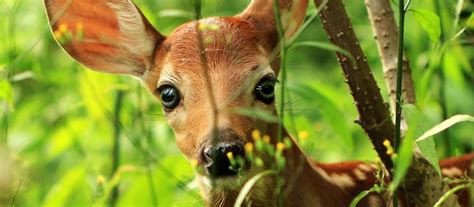Is Bambi A Boy Or A Girl Deer More About The Story Of Bambi