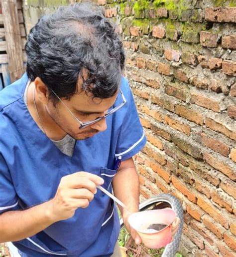 Prevención detectaron al vector del dengue en los hogares