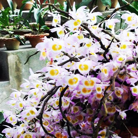 Kaziranga National Orchid And Biodiversity Park 2025 All You Need To