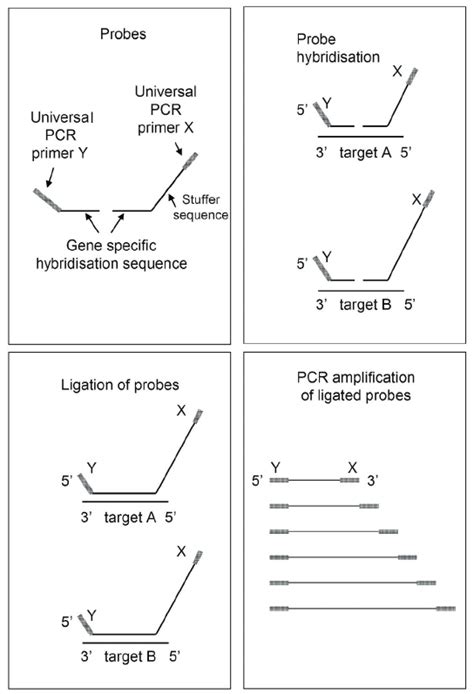 Principle Of Multiplex Ligation Dependent Probe Amplifi Cation Mlpa Download Scientific