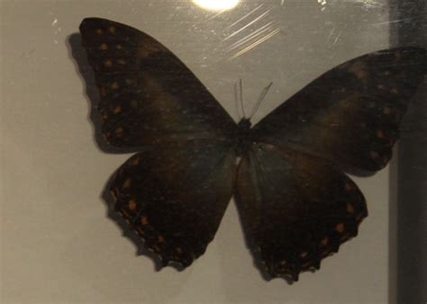 昆虫藏品 中国（哈尔滨）森林博物馆