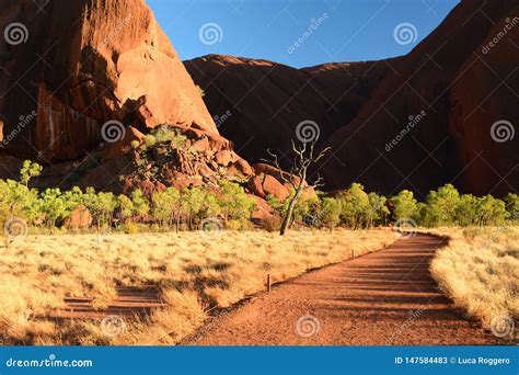Paseo De Kuniya En Uluru Parque Nacional De Uluru De Kata Tjuta