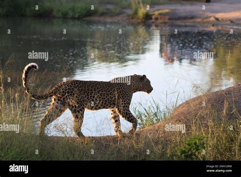 Leopard Was Originally Given To The Cat Now Called Cheetah Hi Res Stock