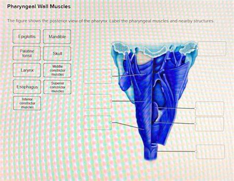 Solved Pharyngeal Wall Muscles The Figure Shows The Posterior View Of