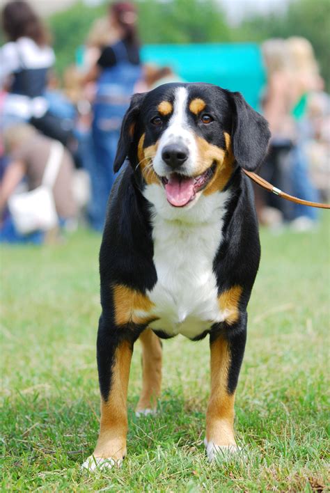 Appenzeller Sennenhund Dog Breeds With Picture ~ Top Dogs Breeds