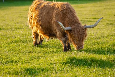 Highland Breed Red Hairy Bull Chews Grass Farming And Cow Breeding