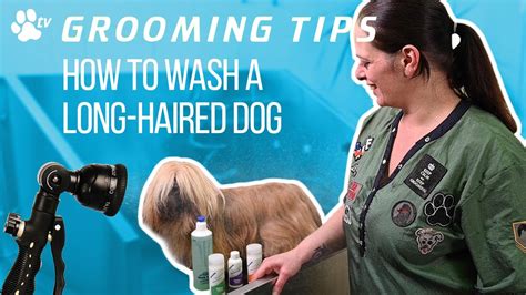 How To Check Your Cat For Fleas Its Super Easy Cat Health Vet Advice HousePetsCare Com