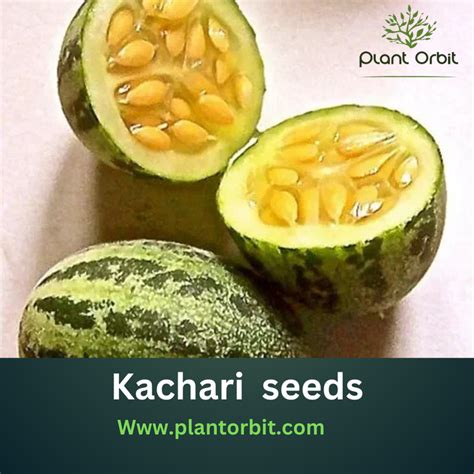 How To Grow Kachri Seeds Easy Growing Tips Plant Orbit