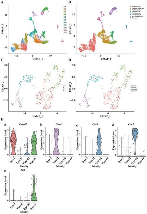 Exploring The Role Of Ccn3 In Type Iii Cell Of Mice Taste Buds Pmc