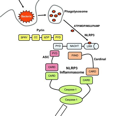 Activation Of The Nlrp Inflammasome Leads To Cleavage Of Pro Il B By