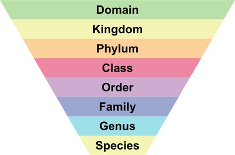 How To Use Taxonomy