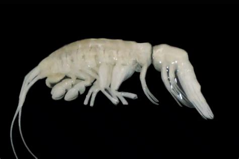 Viral Strange A Divers Encounter With A Deadly Cone Snail