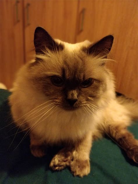 She Always Welcomes Me Home After A Long Day At Work Ra