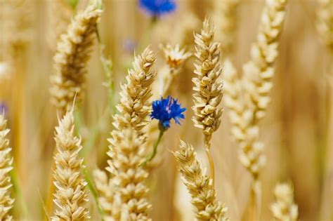 Premium Photo Close Up Of Crop On Field