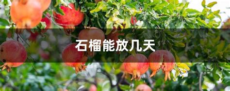 石榴能放几天 如意谷
