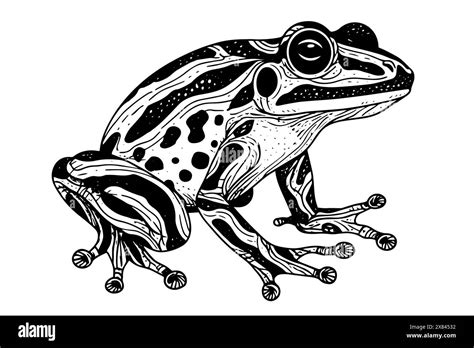 Frog Hand Drawn Ink Sketch Engraved Style Vector Illustration Stock
