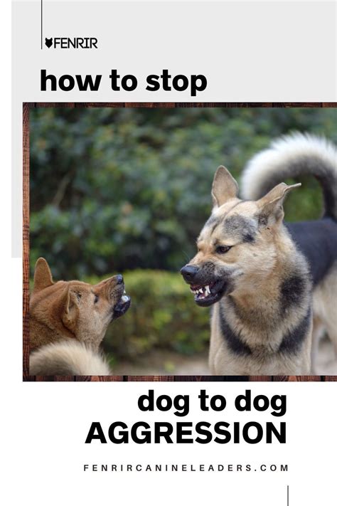 How To Stop Dog To Dog Aggression Dog Behavior Advice From Fenrir