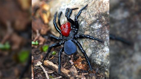 11 Deadliest Spiders Live Science