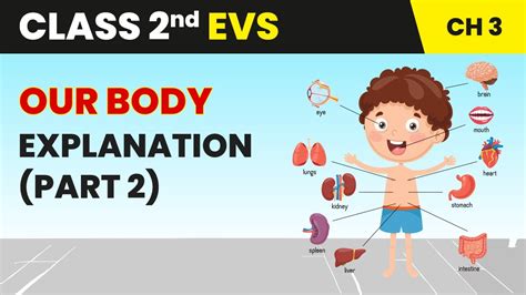 Explanation Part 2 Our Body Class 2 Environmental Studies Chapter