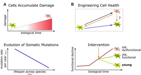 A Role For Somatic Mutations In The Evolution Of Lifespan