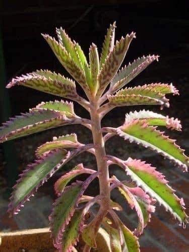 Si tienes esta planta en tu casa tienes un tesoro y no lo sabías